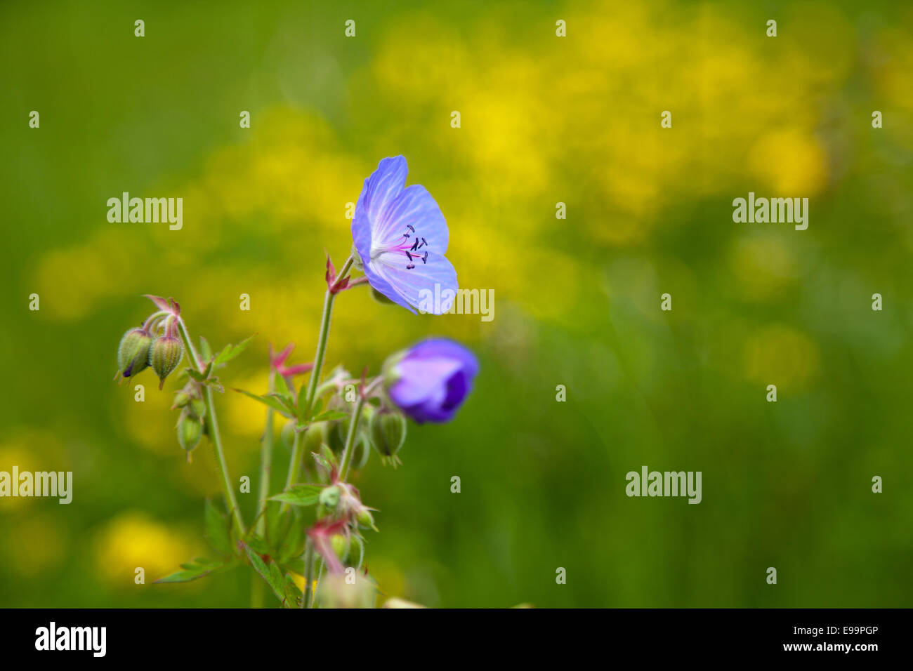 Wild geranium (Geranium pratense Stock Photo - Alamy