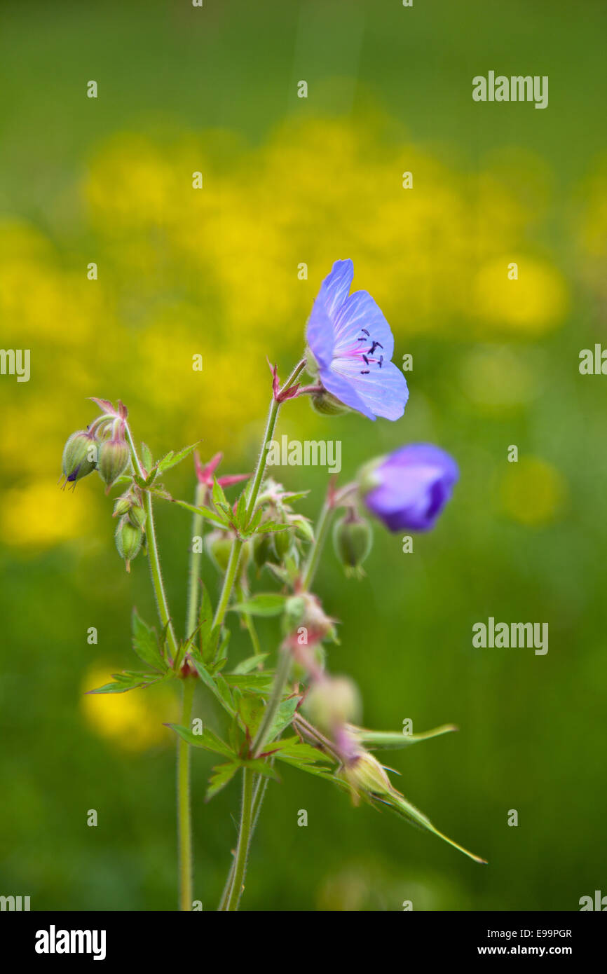 Wild geranium (Geranium pratense Stock Photo - Alamy
