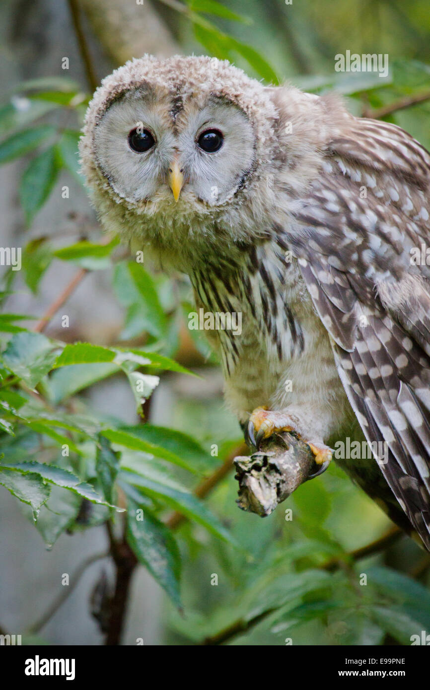 Ural Owl (Strix uralensis Stock Photo - Alamy