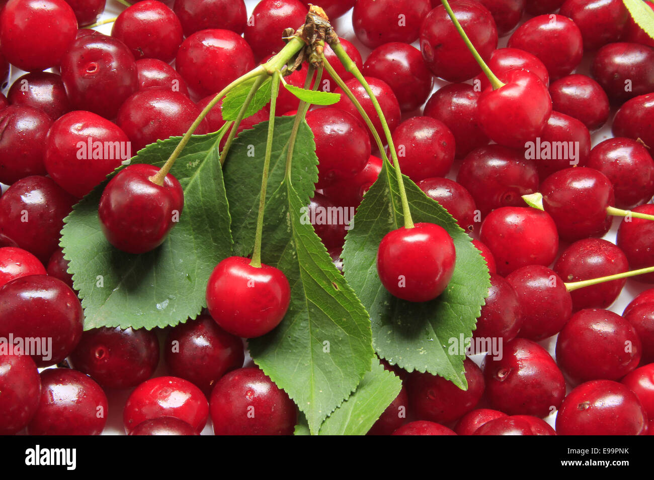 Sour rot hi-res stock photography and images - Alamy