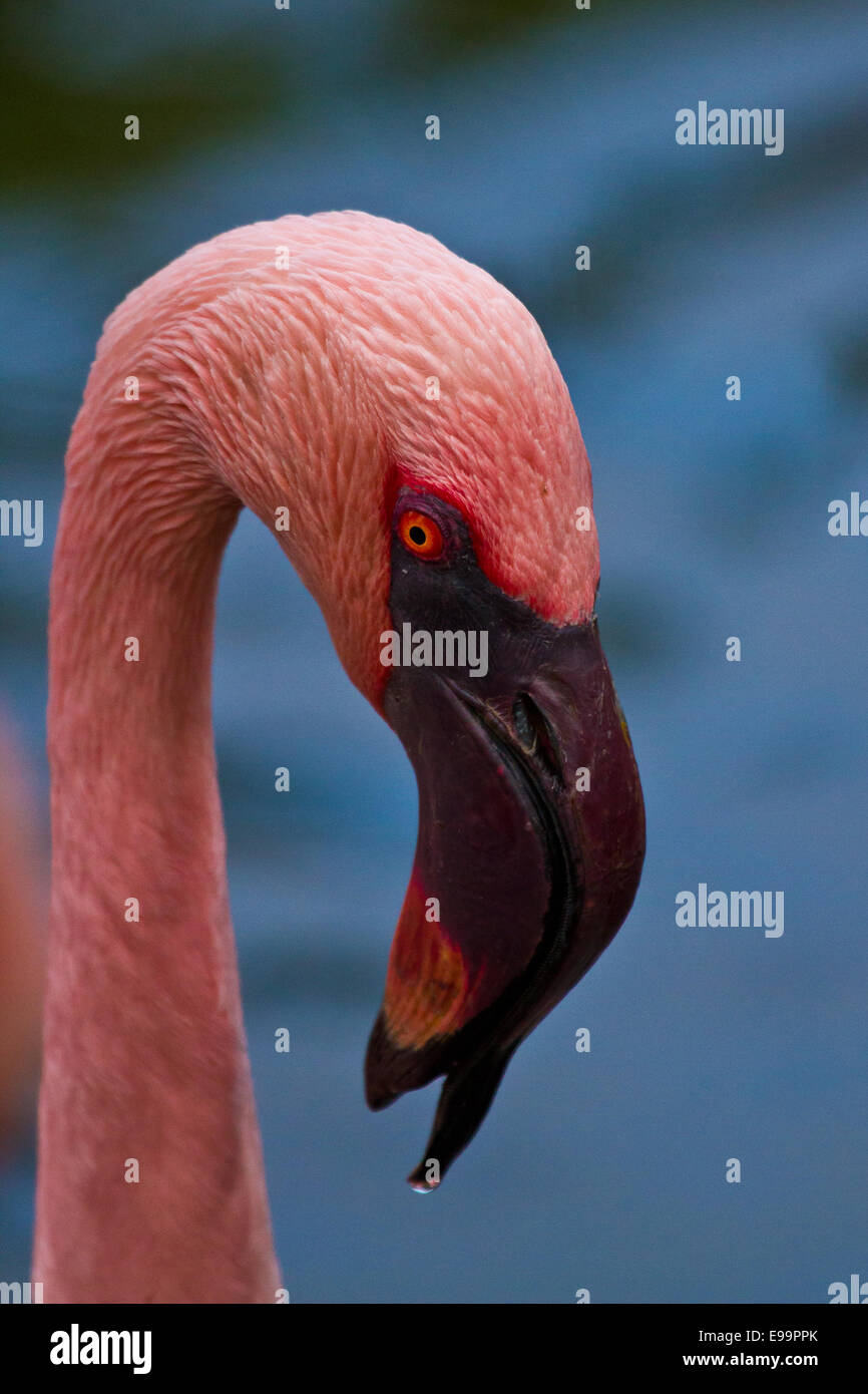 Lesser Flamingo (Phoenicopterus minor Stock Photo - Alamy
