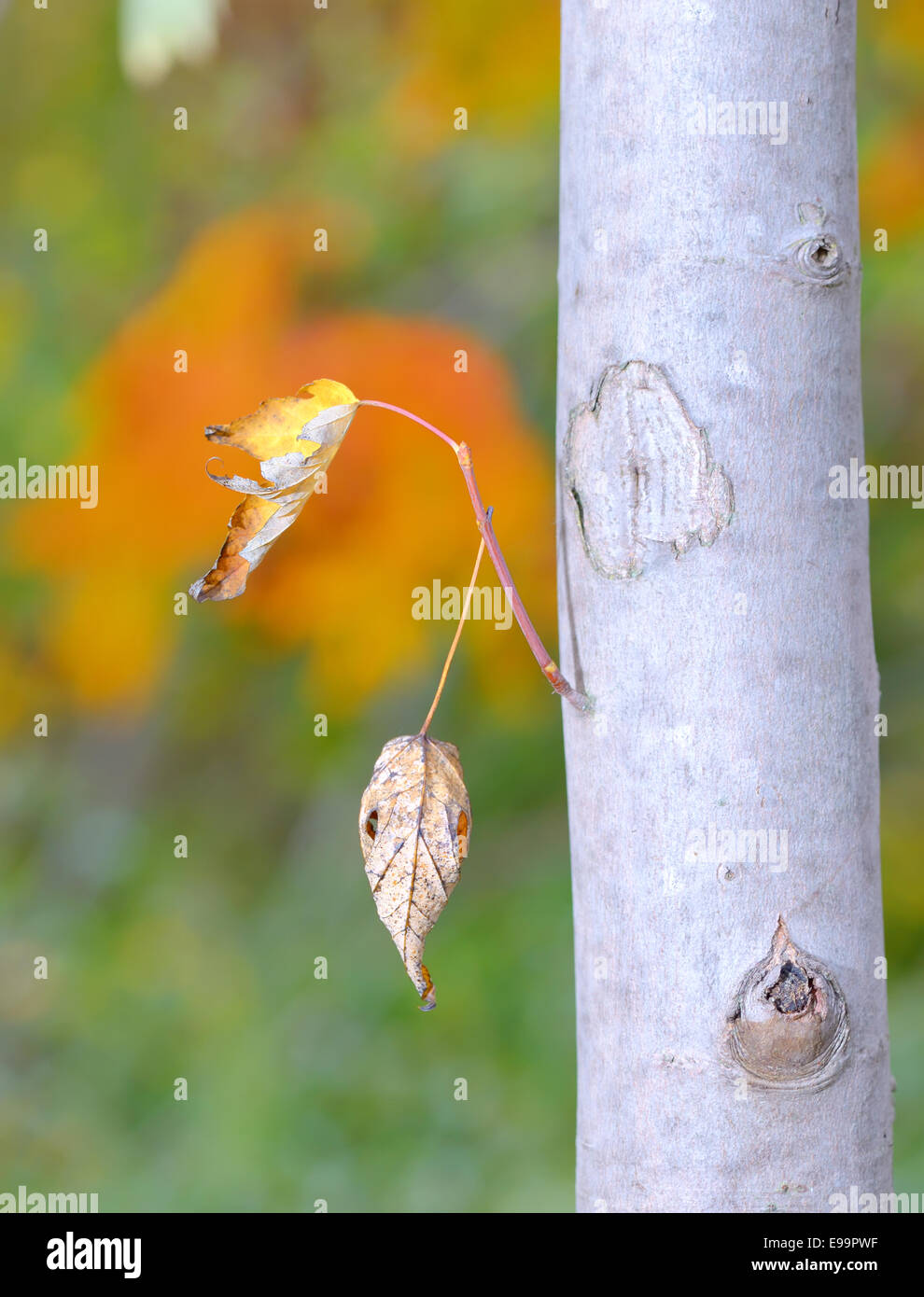 Individual leaves hi-res stock photography and images - Alamy