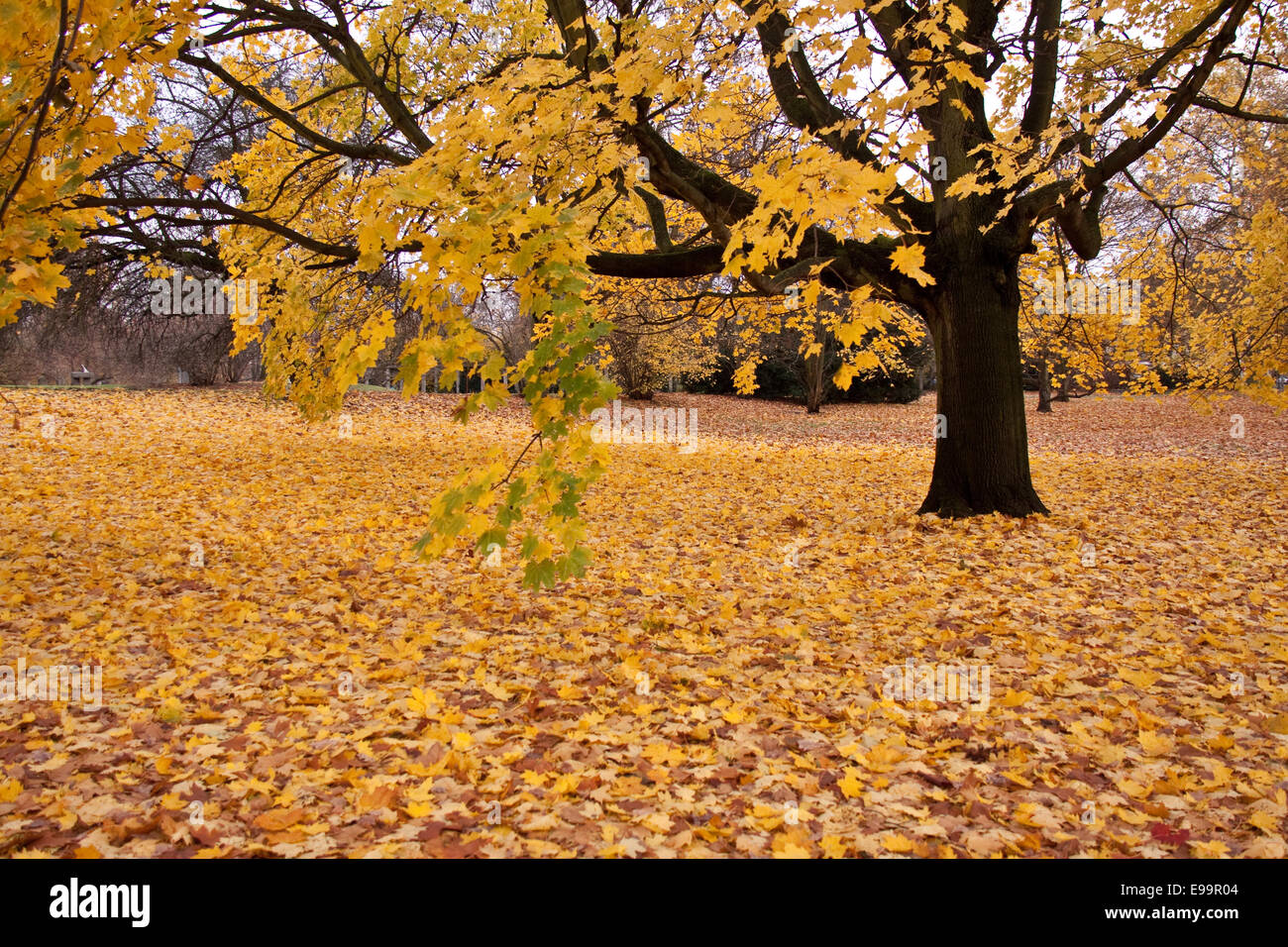 Fall mood in the park Stock Photo - Alamy