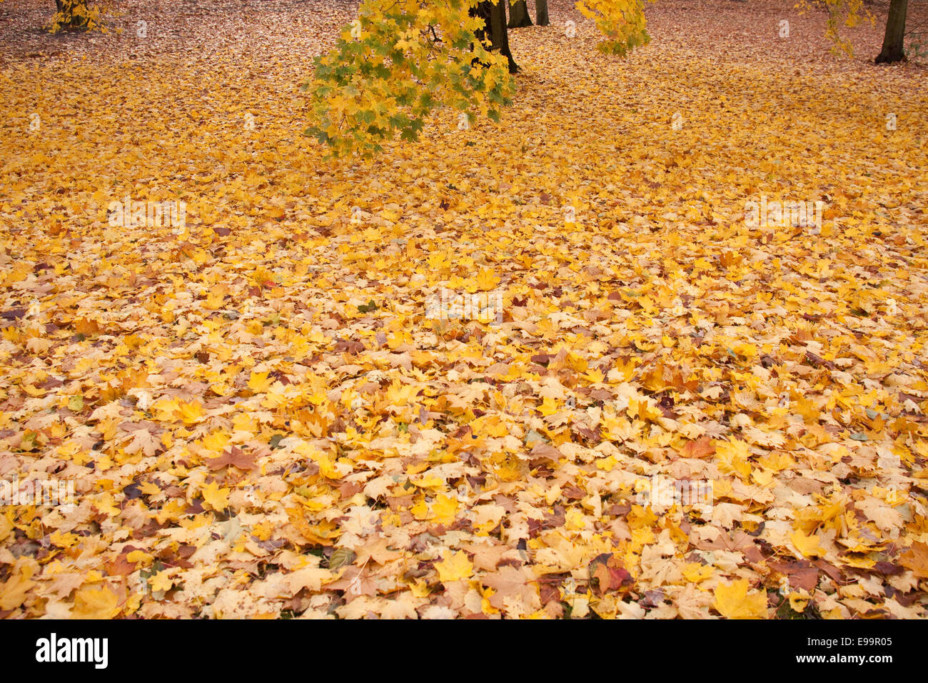 Fall mood in the park Stock Photo - Alamy