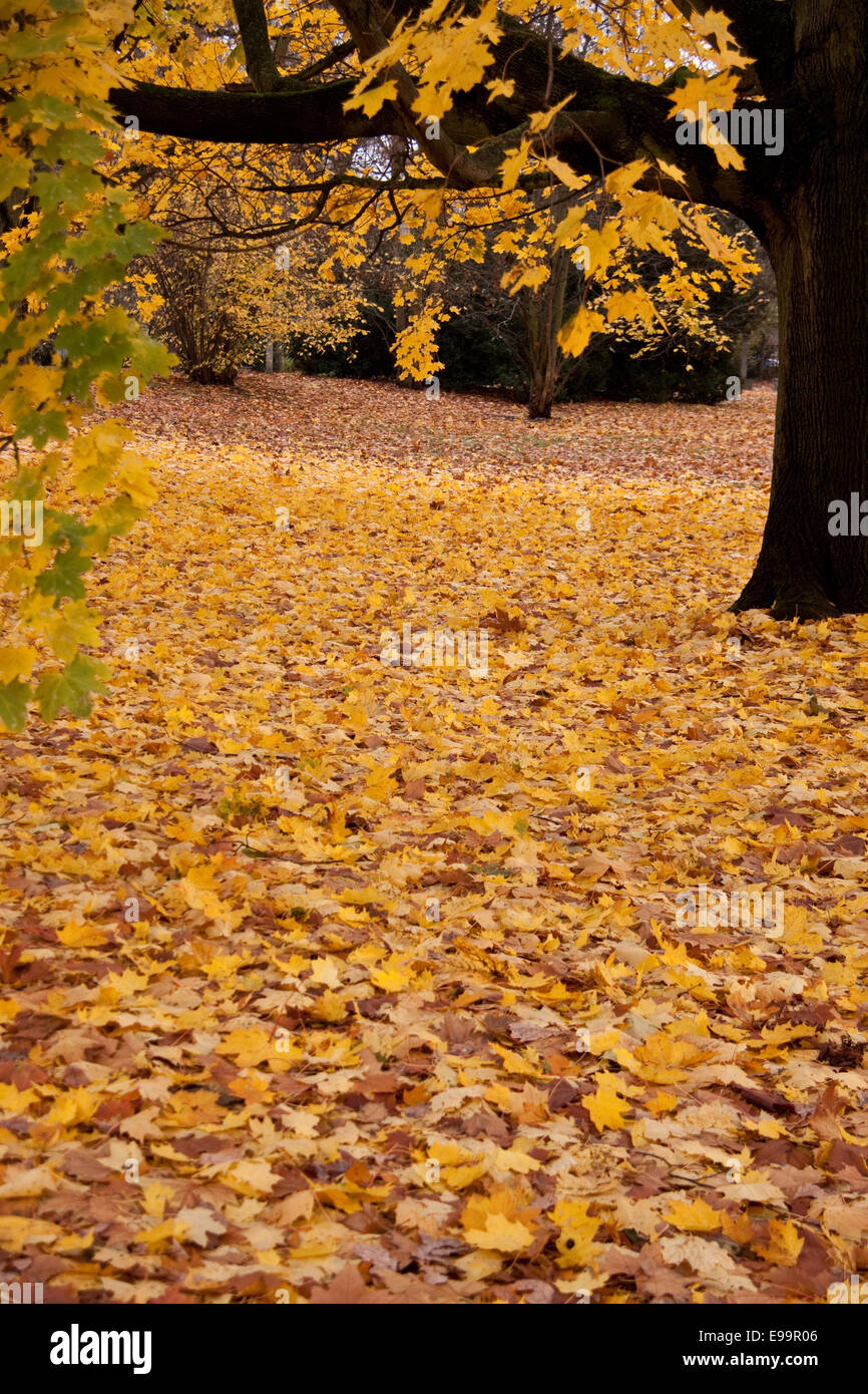 Fall mood in the park Stock Photo - Alamy