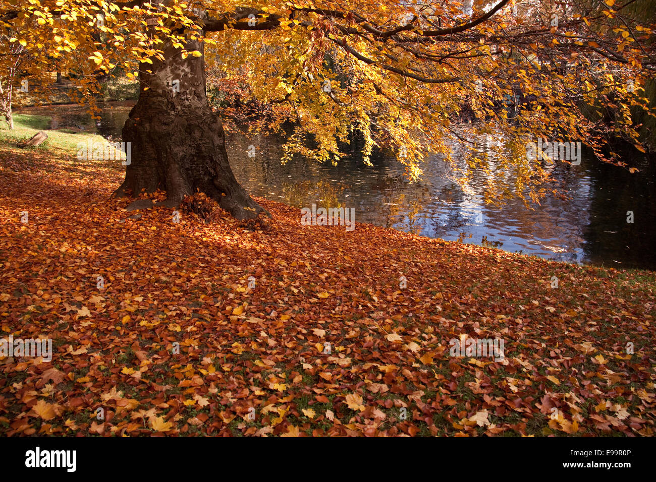 Fall mood in the park Stock Photo - Alamy
