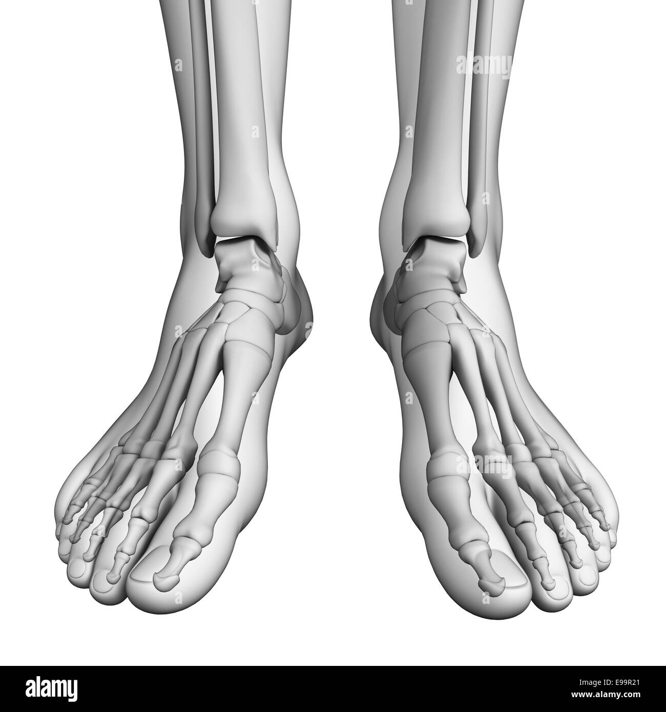 Skeleton foot anatomical illustration Cut Out Stock Images & Pictures ...