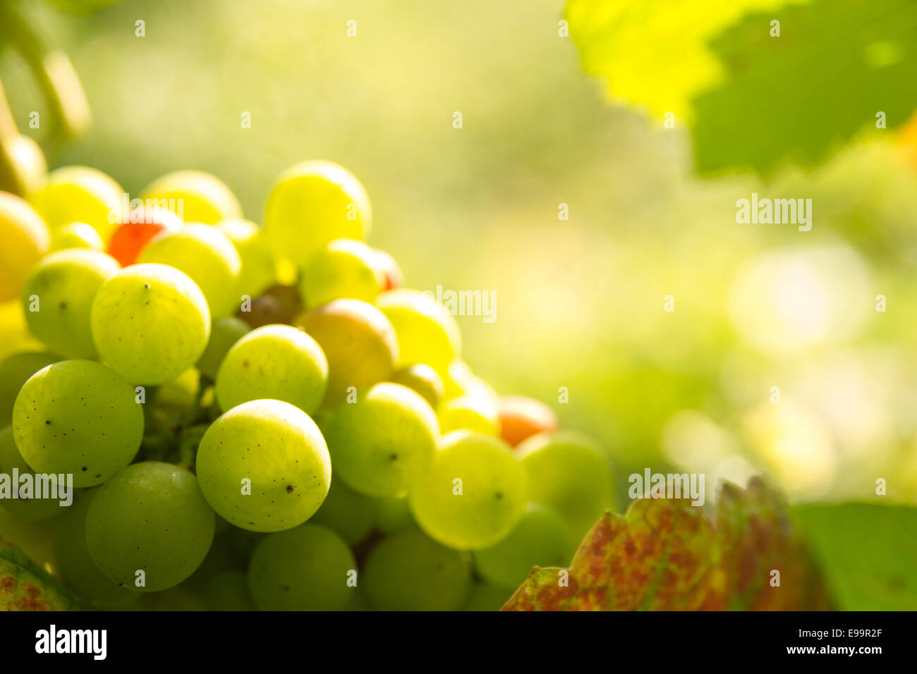 green grapes in sunset light Stock Photo - Alamy