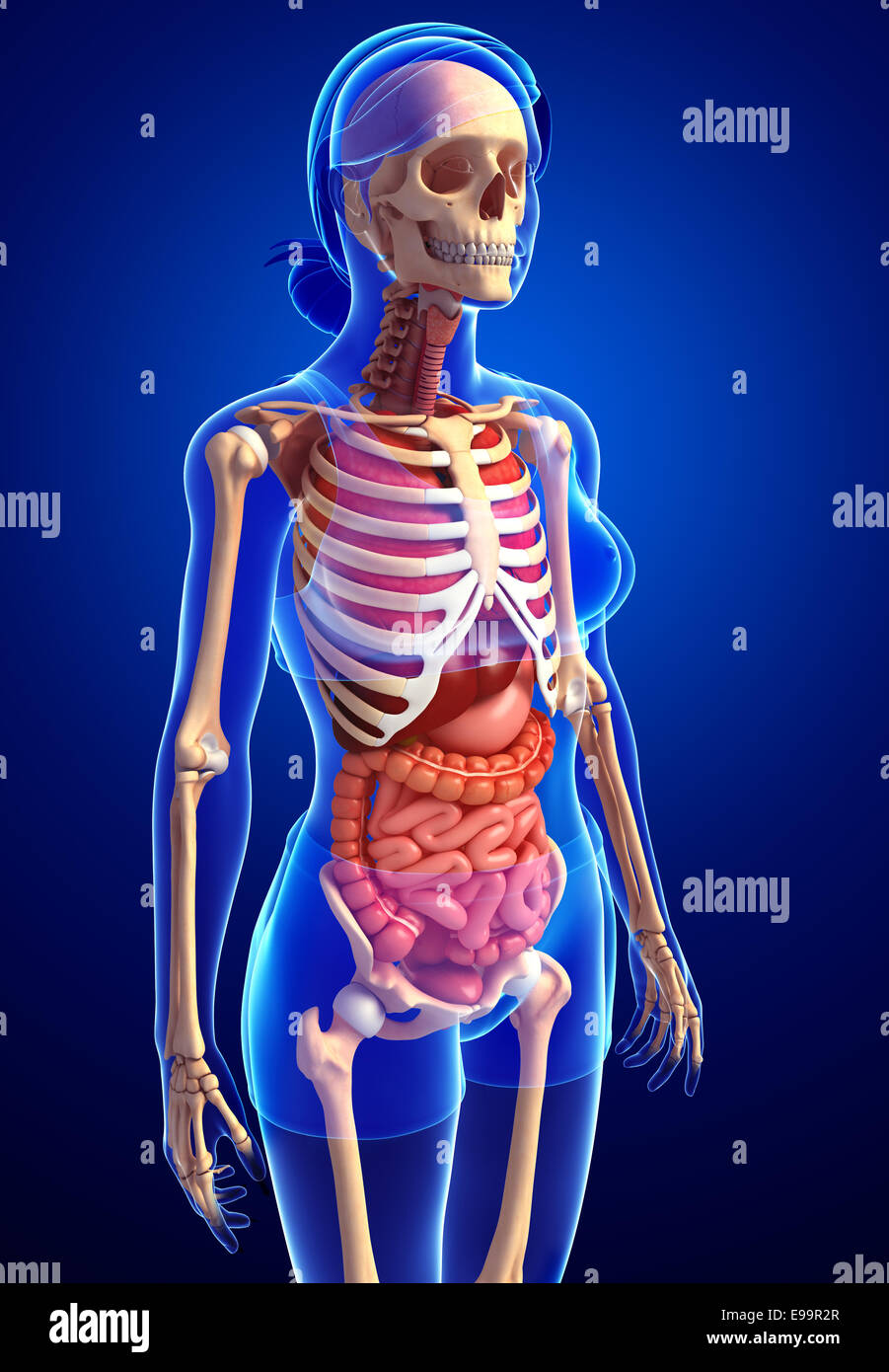 Illustration of female skeleton digestive system Stock Photo - Alamy