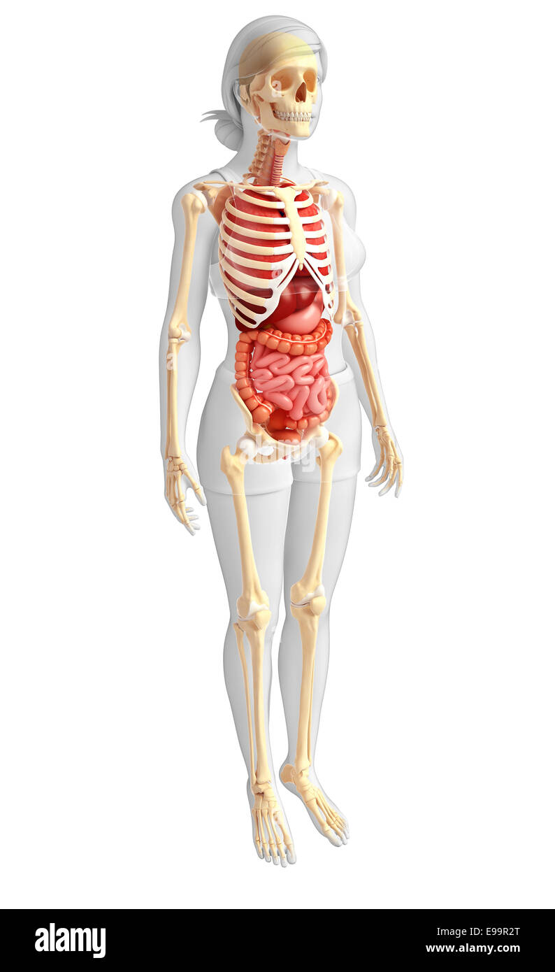 Illustration of female skeleton digestive system Stock Photo - Alamy
