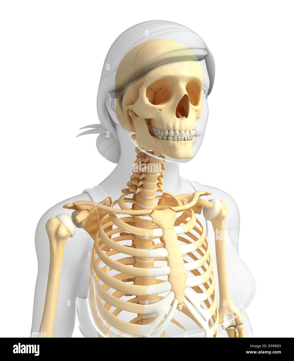 Illustration of human skeleton anatomy Stock Photo - Alamy