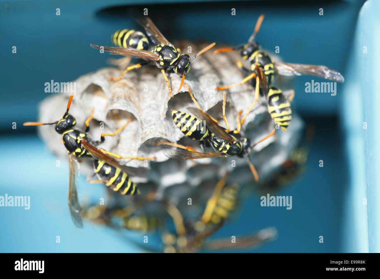 Wespen art hi-res stock photography and images - Alamy