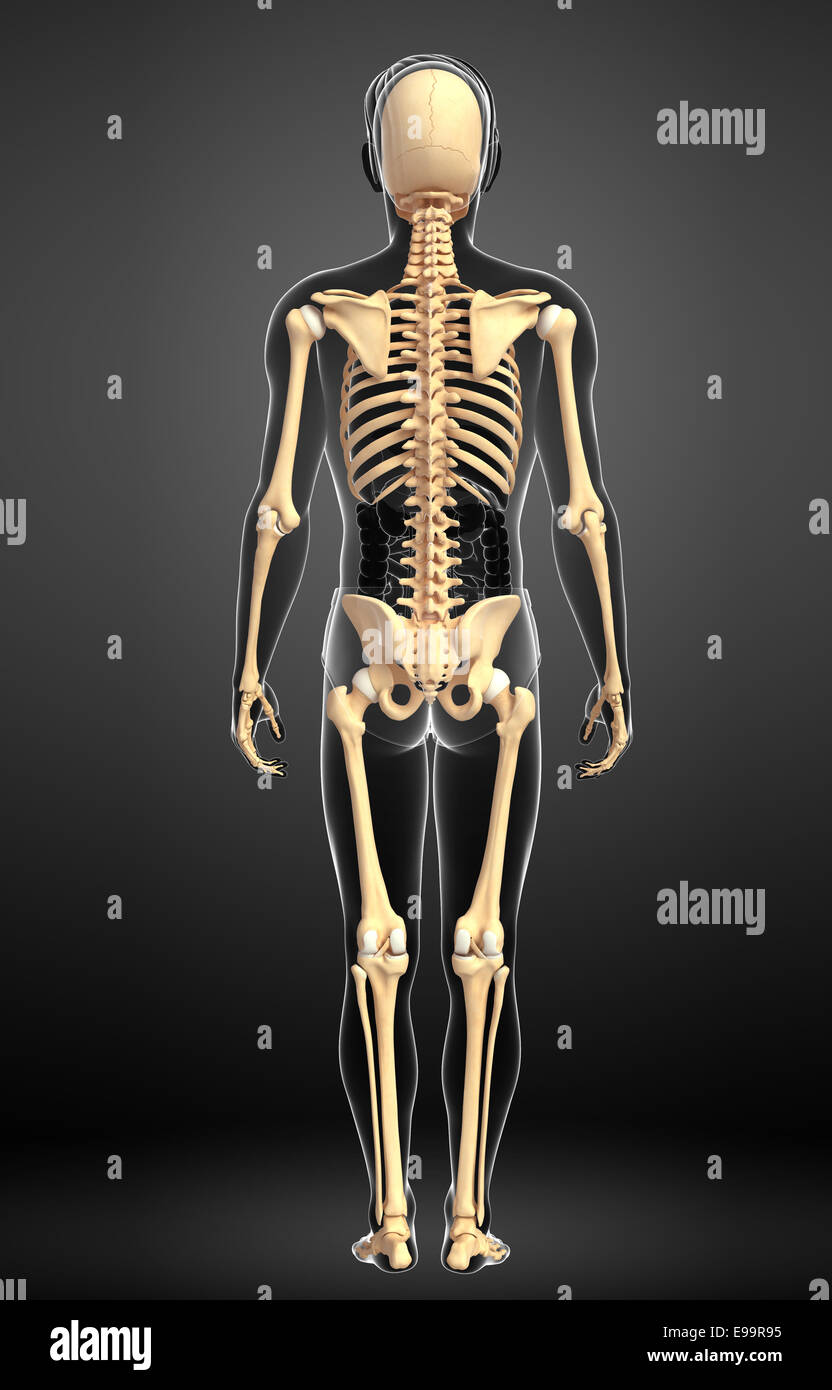 Illustration of human skeleton back view Stock Photo - Alamy