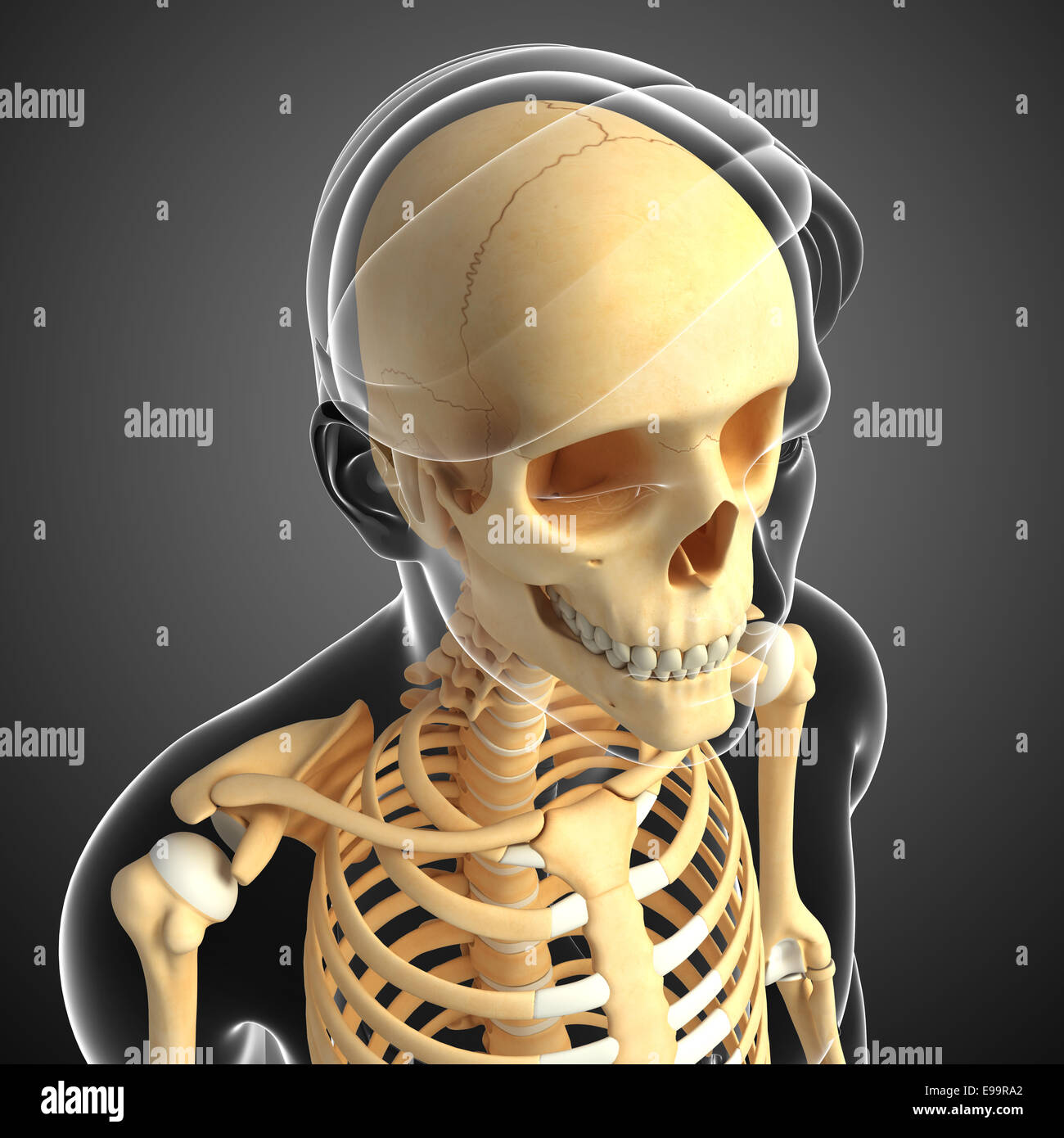 Illustration of human head skeleton Stock Photo - Alamy