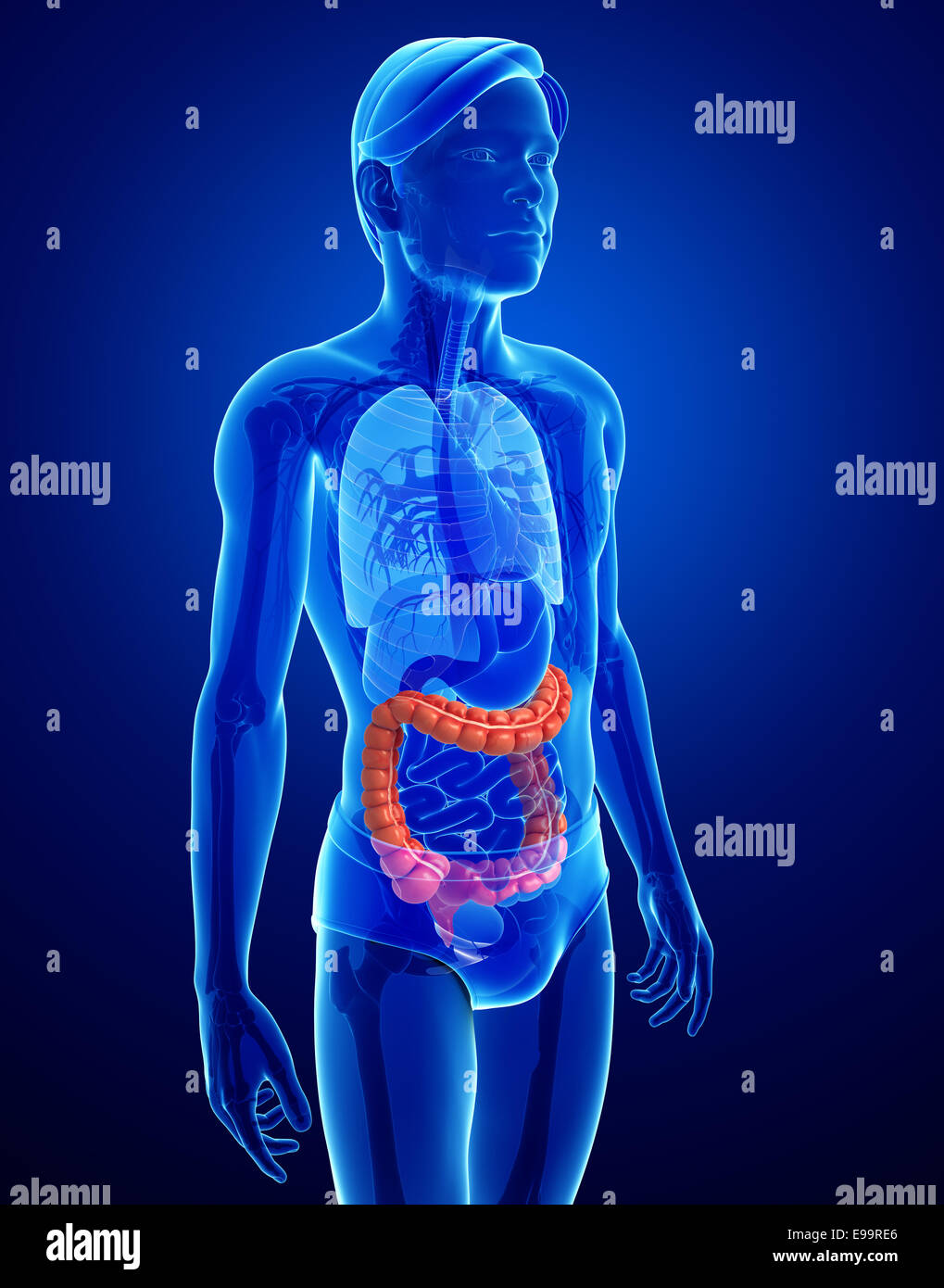 Illustration of Male large intestine anatomy Stock Photo - Alamy