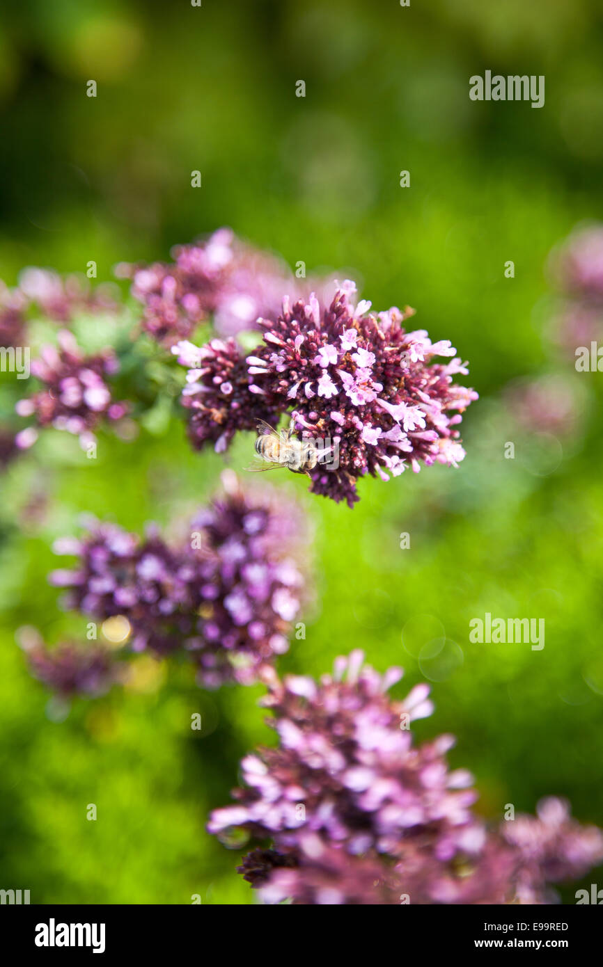 Common origanum origanum vulgare hi-res stock photography and images ...