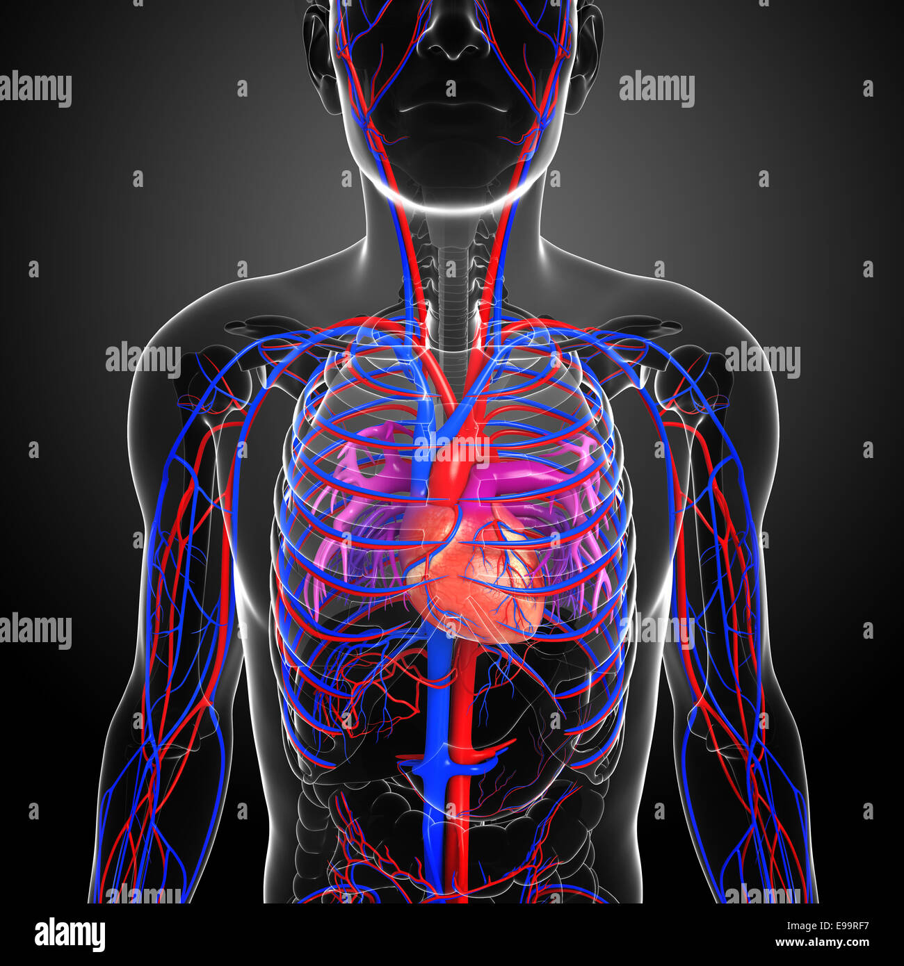 X ray human heart and vascular system hi-res stock photography and ...