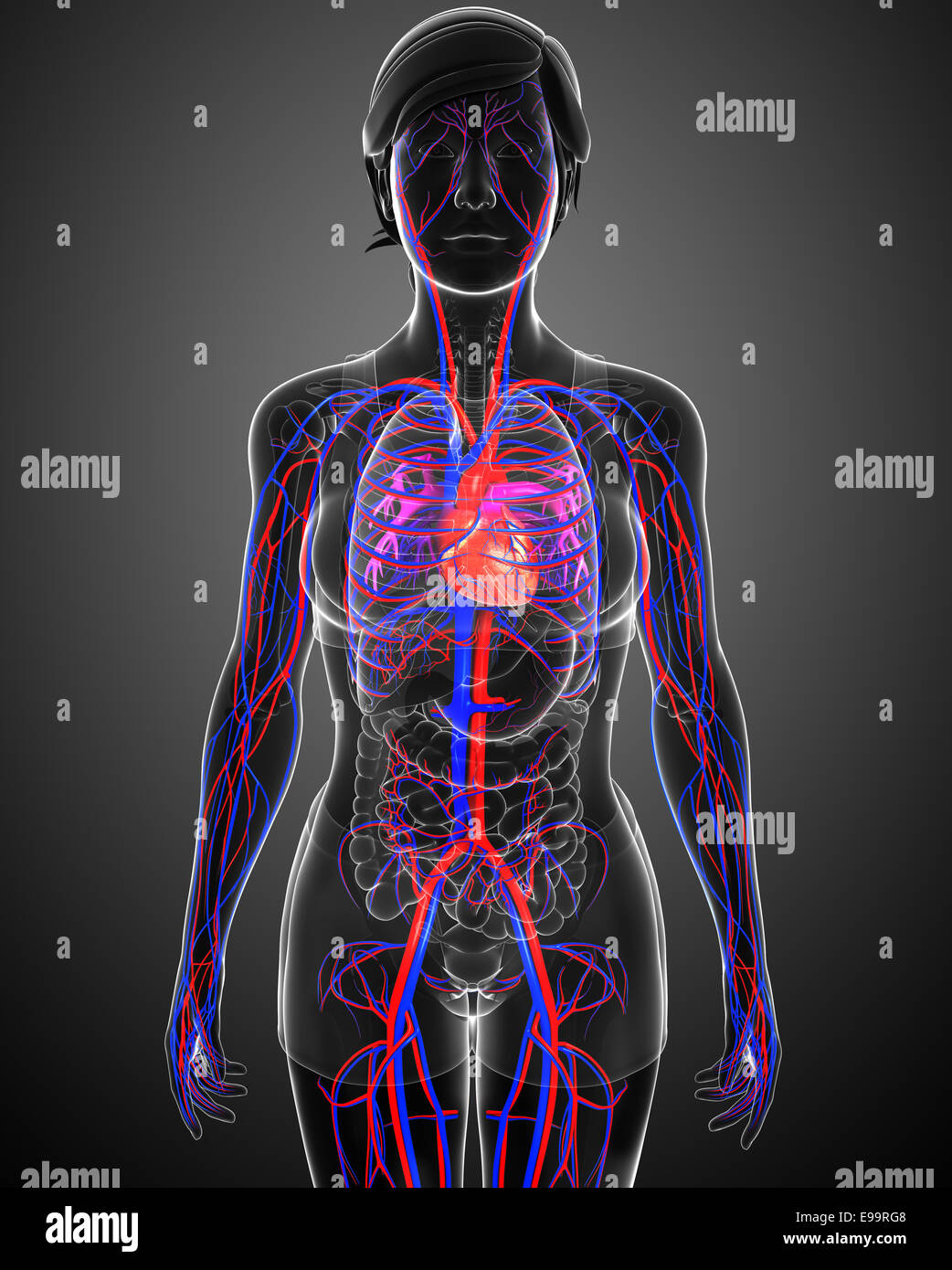 Illustration of female circulatory system Stock Photo - Alamy