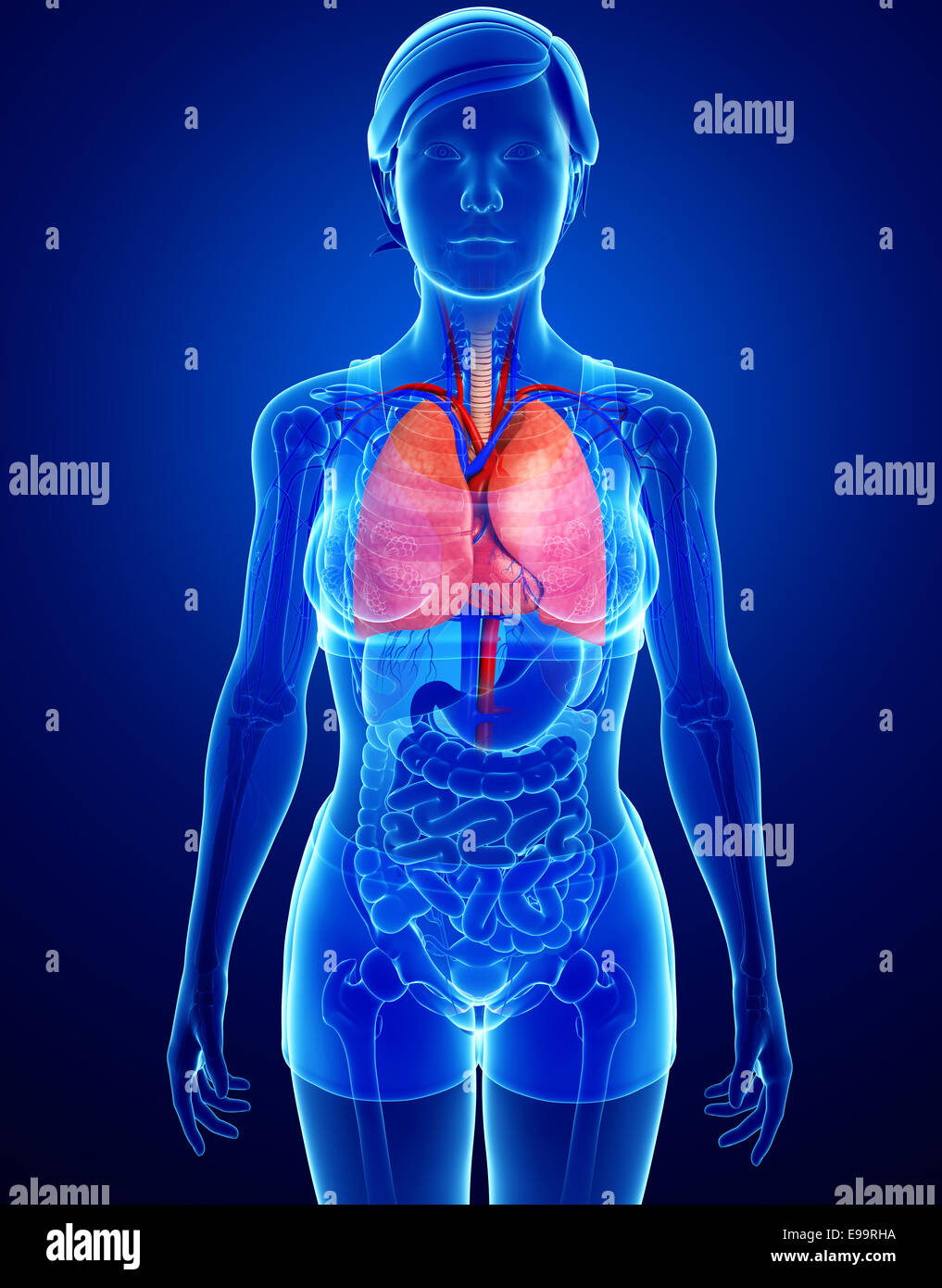 Illustration of human lungs anatomy Stock Photo - Alamy