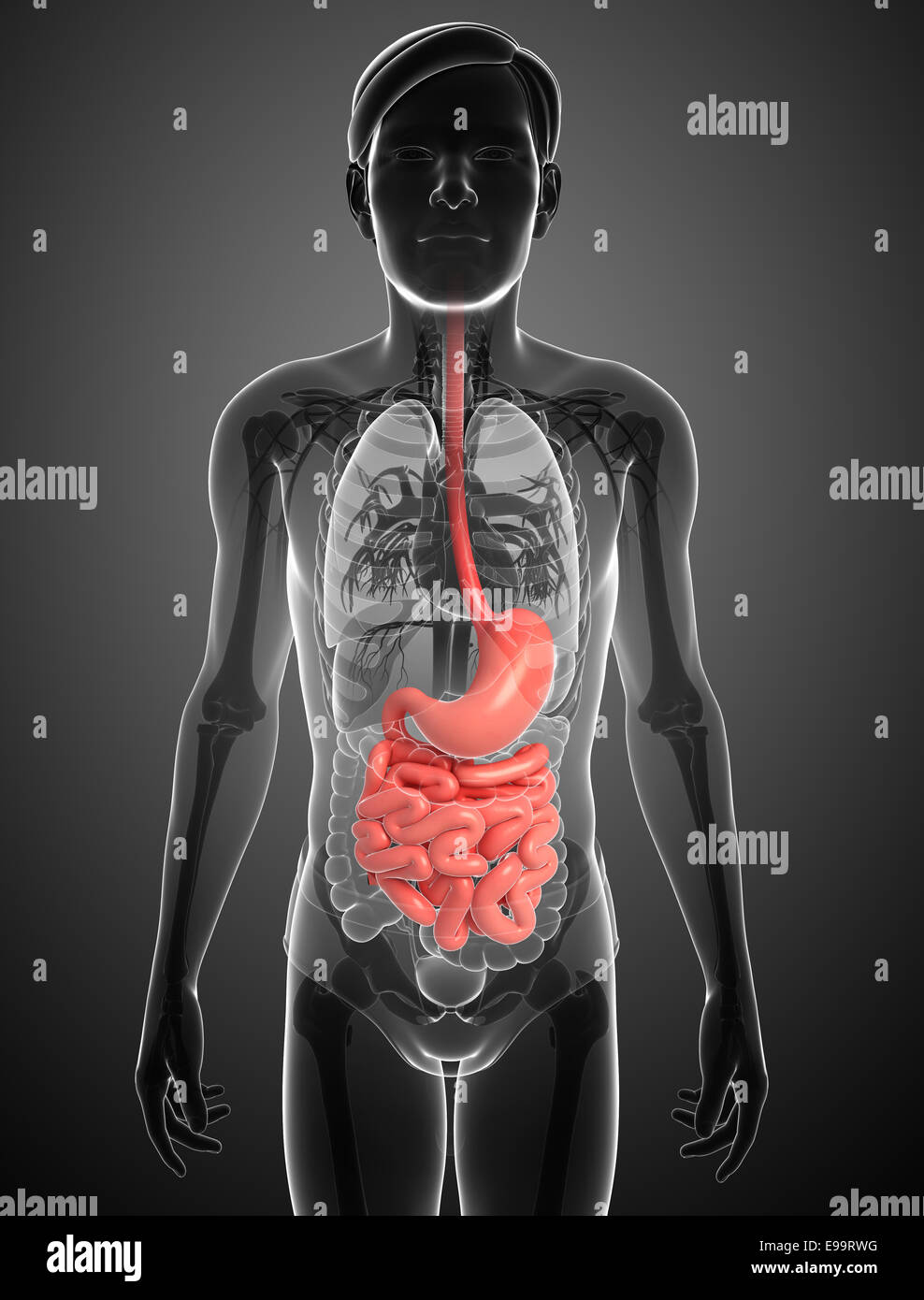 Illustration of male small intestine anatomy Stock Photo - Alamy