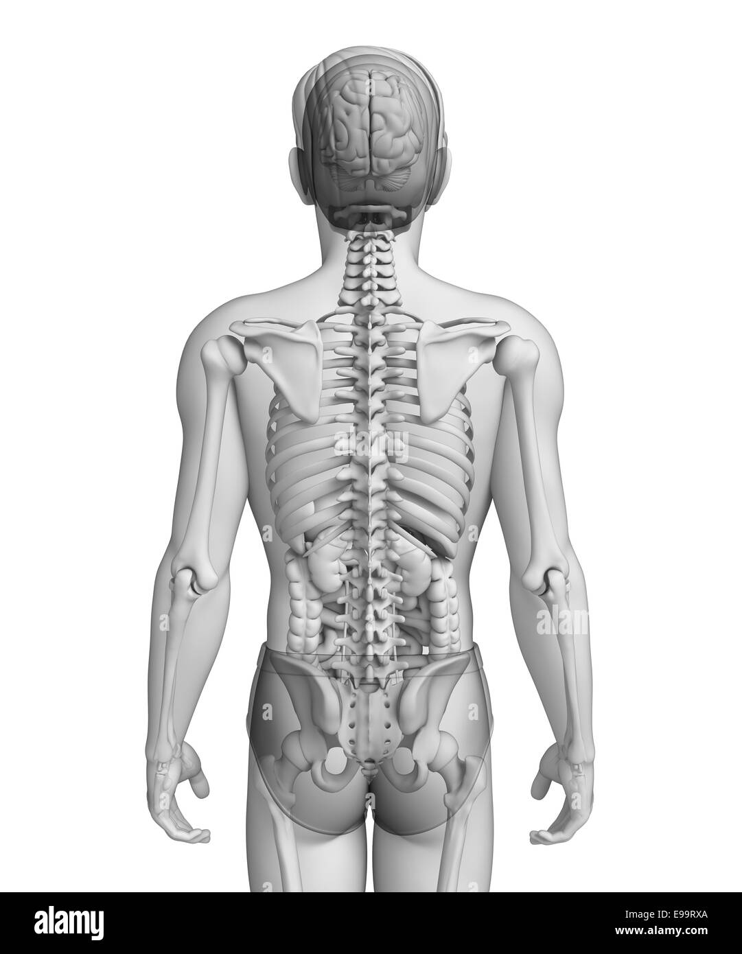 Illustration of male digestive system Stock Photo - Alamy