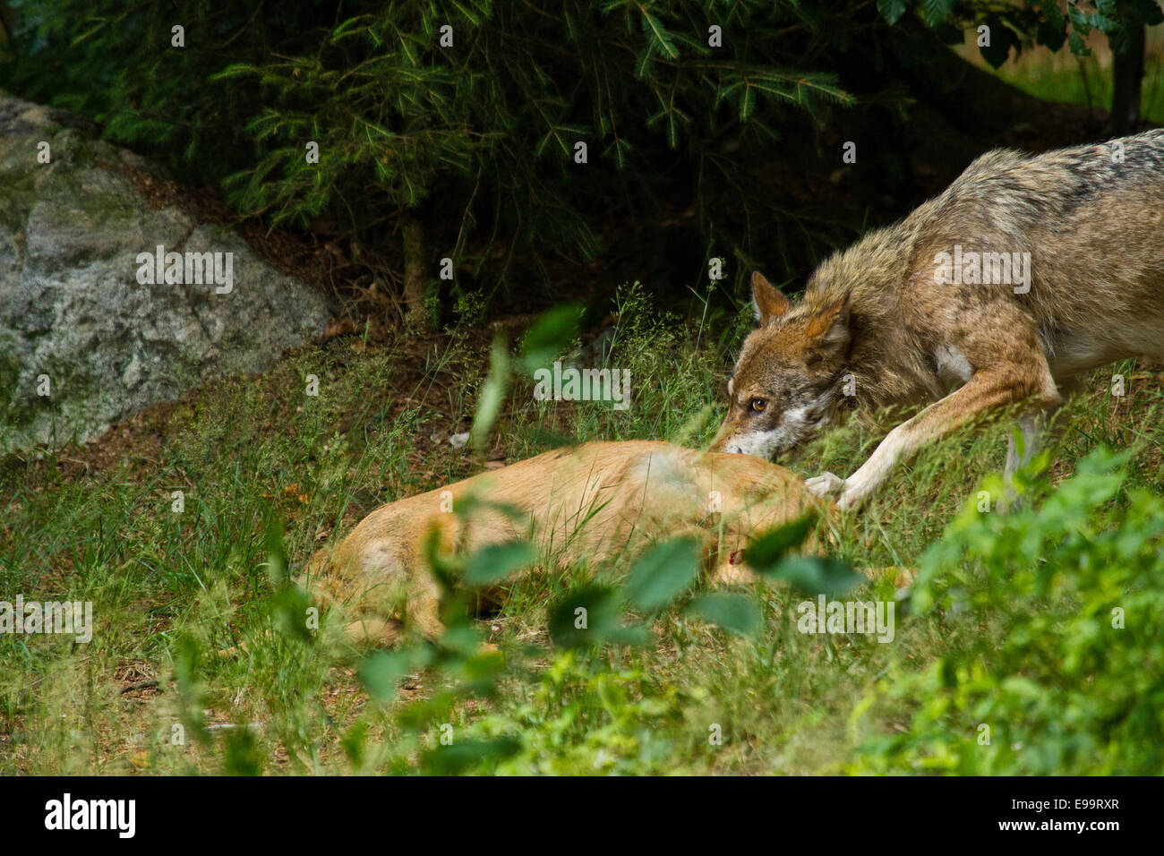 Gray wolf or grey wolf (Canis lupus Stock Photo - Alamy