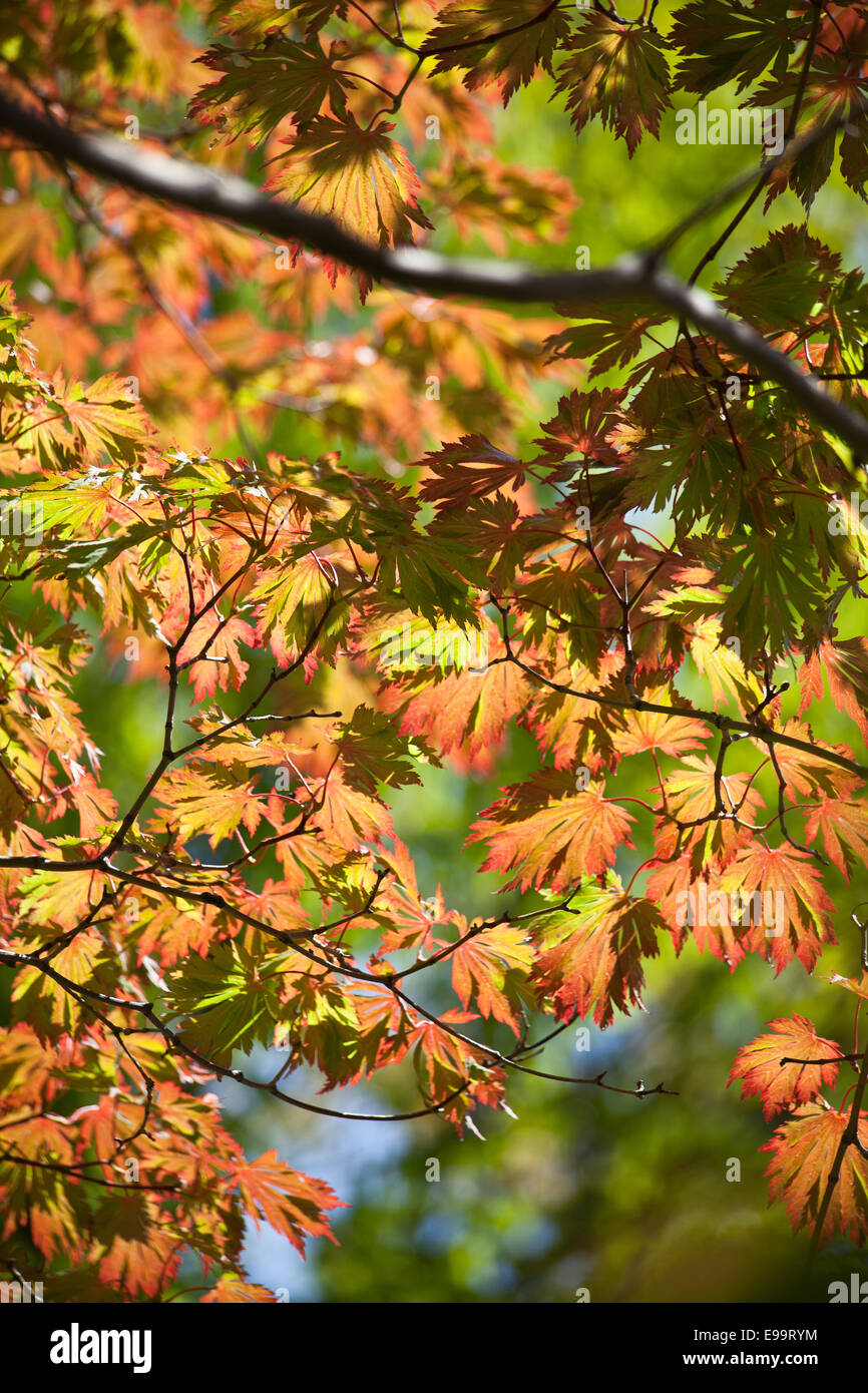 Tree with colorful leaves in late summer Stock Photo - Alamy