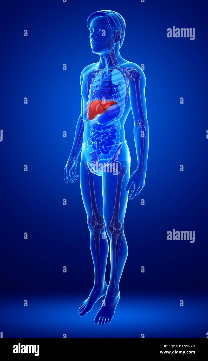 Illustration of male liver anatomy Stock Photo - Alamy