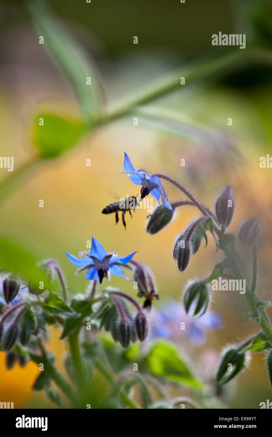 Borage (Borago officinalis) with bee Stock Photo - Alamy