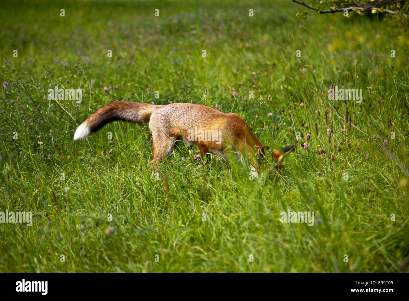 Red fox (Vulpes vulpes) lurking on a mouse Stock Photo - Alamy