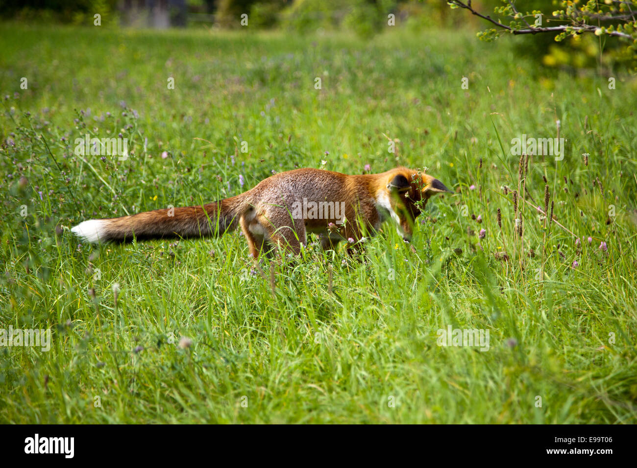 Red fox (Vulpes vulpes) lurking on a mouse Stock Photo - Alamy