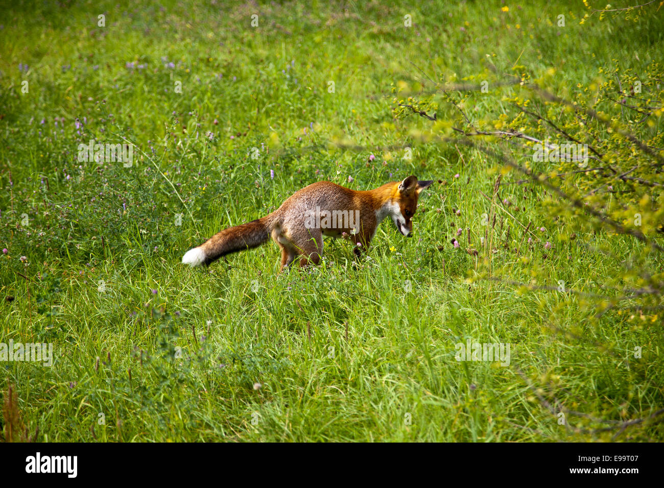 Red fox (Vulpes vulpes) lurking on a mouse Stock Photo - Alamy