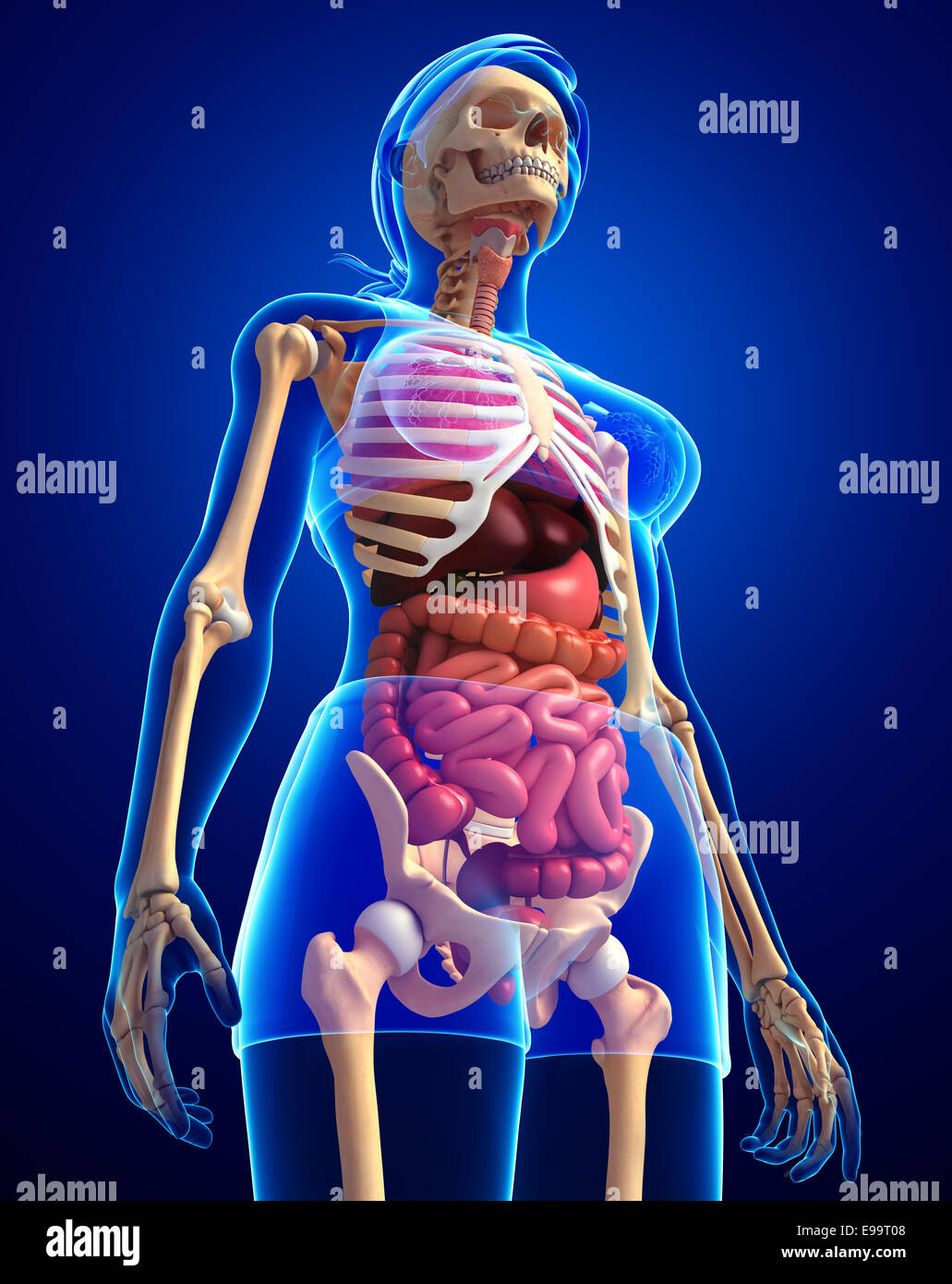 Illustration of female skeleton digestive system Stock Photo - Alamy