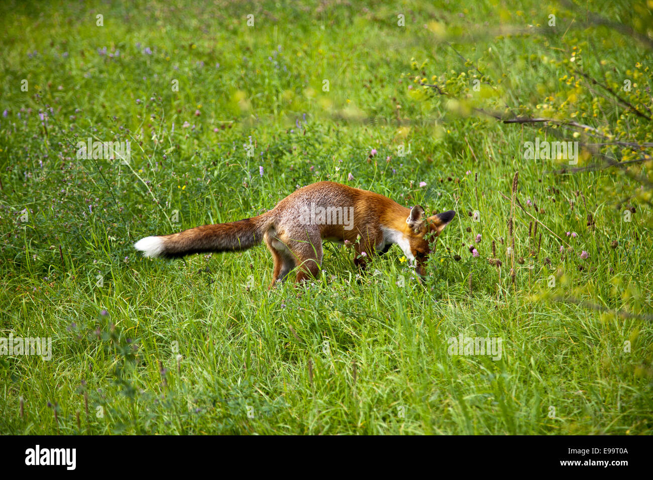 Red fox (Vulpes vulpes) lurking on a mouse Stock Photo - Alamy