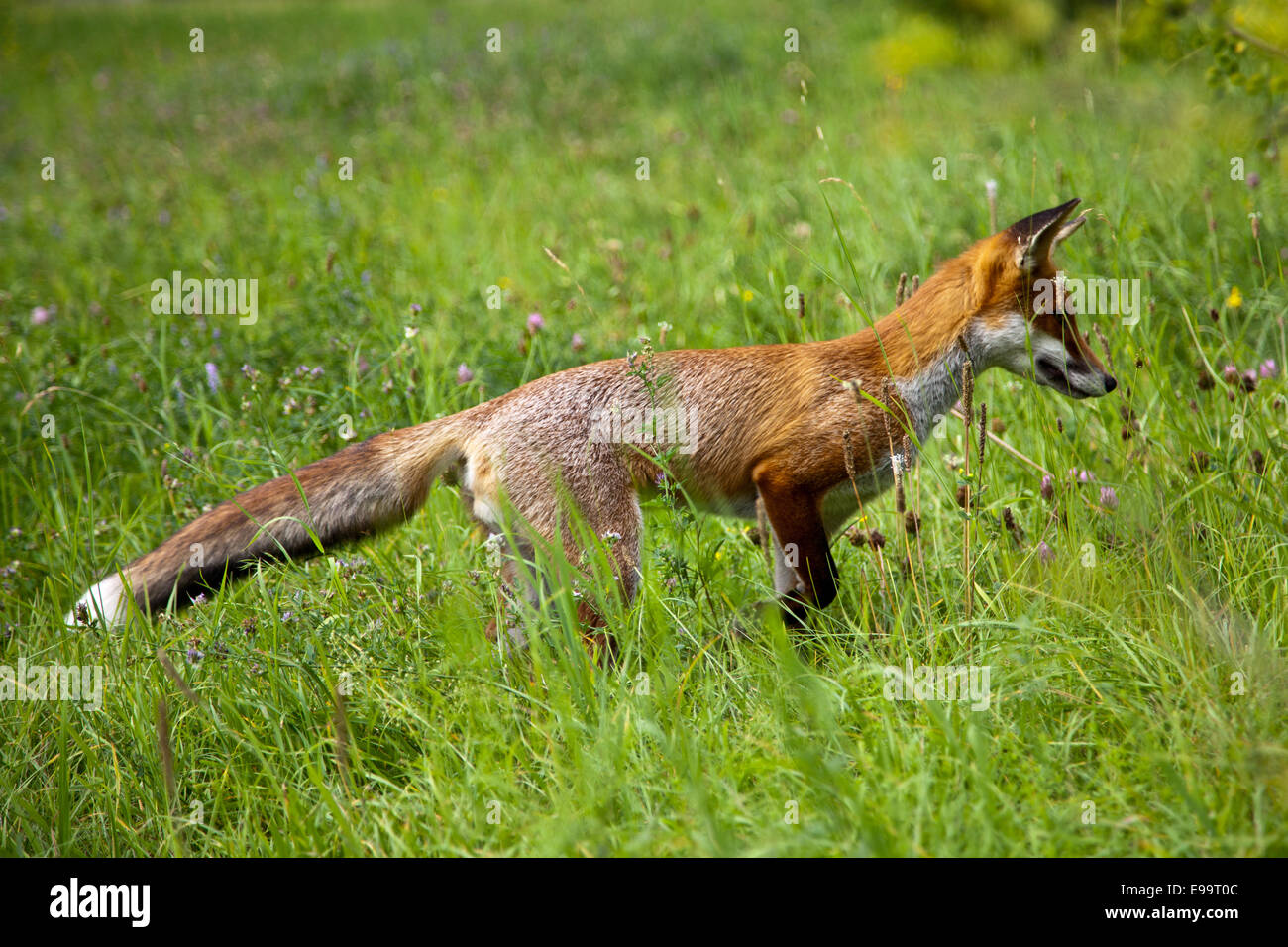 Red fox (Vulpes vulpes) lurking on a mouse Stock Photo - Alamy