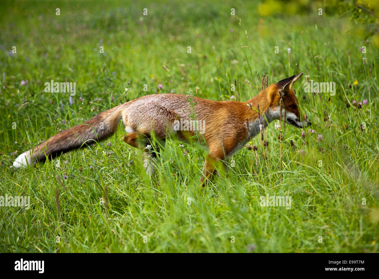 Red fox (Vulpes vulpes) lurking on a mouse Stock Photo - Alamy