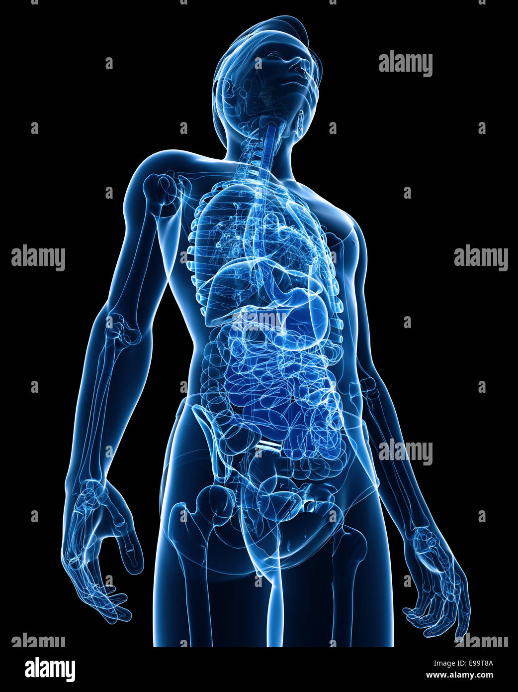Male digestive system artwork hi-res stock photography and images - Alamy