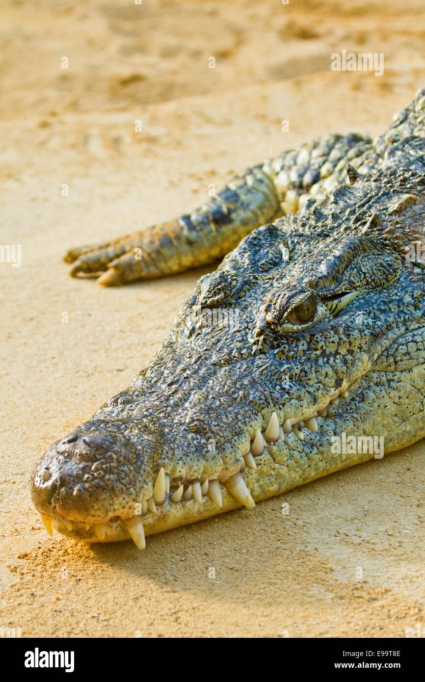 Nilkrokodil crocodylus niloticus hi-res stock photography and images ...