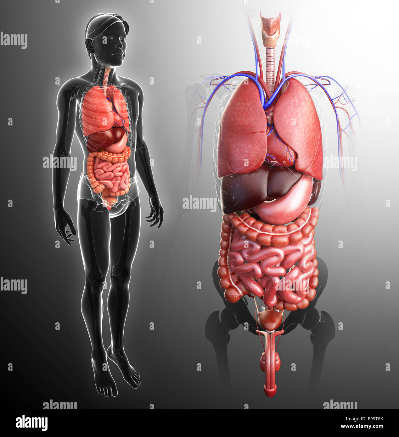 Illustration of male digestive system artwork Stock Photo - Alamy