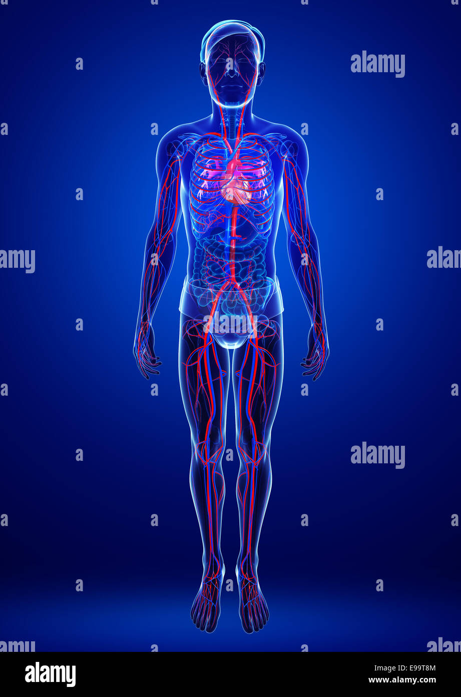 Illustration of Male circulatory system Stock Photo - Alamy