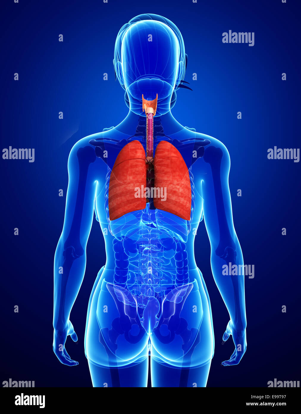 Lungs liver diaphragm hi-res stock photography and images - Alamy