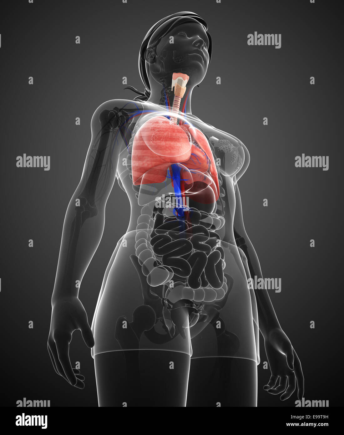 Illustration of female lungs anatomy Stock Photo - Alamy