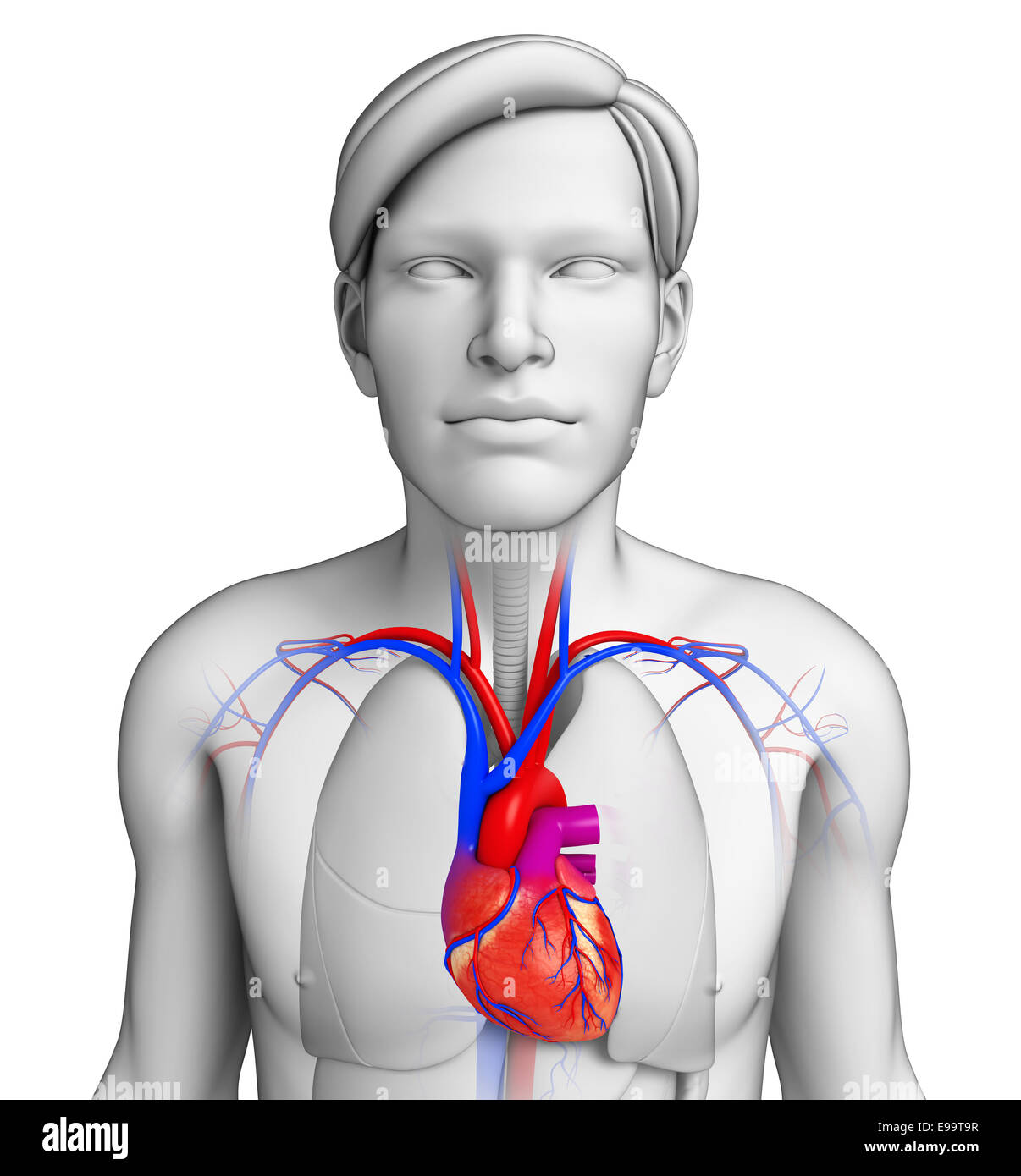 Illustration of Male heart anatomy Stock Photo - Alamy