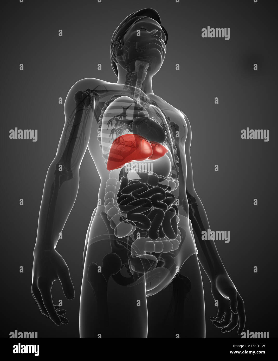 Illustration of male liver anatomy Stock Photo - Alamy