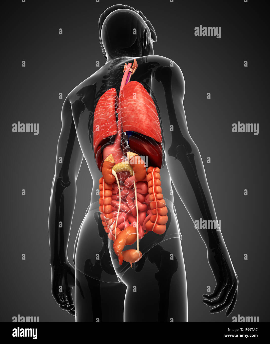 Illustration of male digestive system artwork Stock Photo - Alamy
