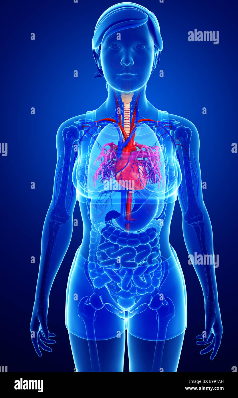 Illustration of Female heart anatomy Stock Photo - Alamy