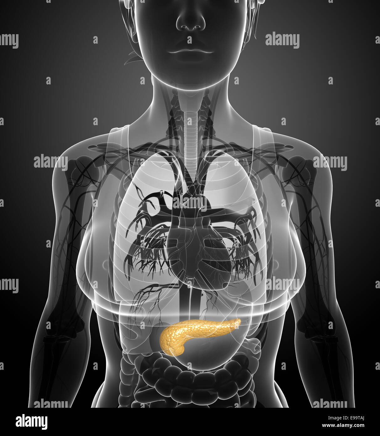 Illustration of female pancreas anatomy Stock Photo - Alamy