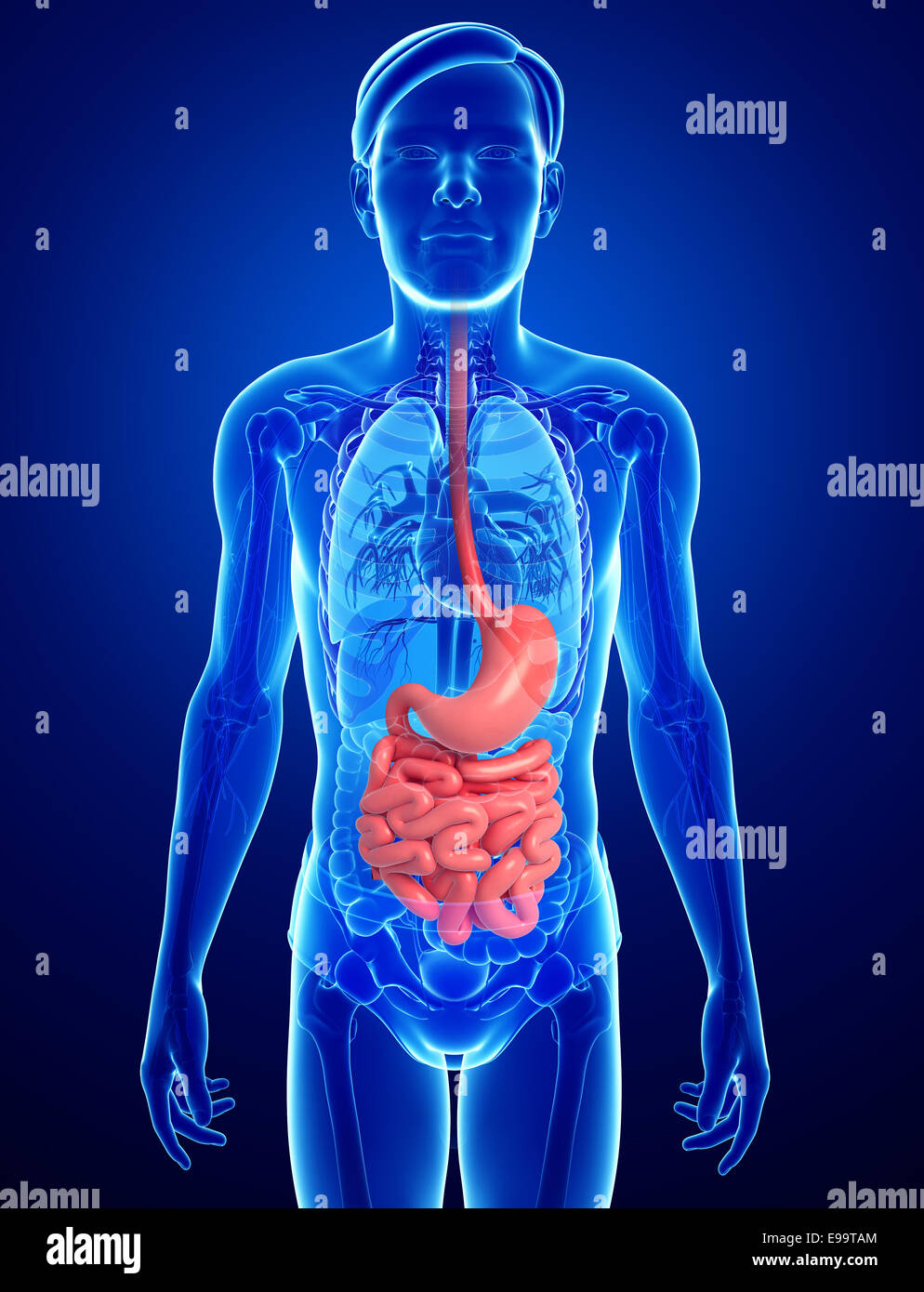 Illustration of male small intestine anatomy Stock Photo - Alamy