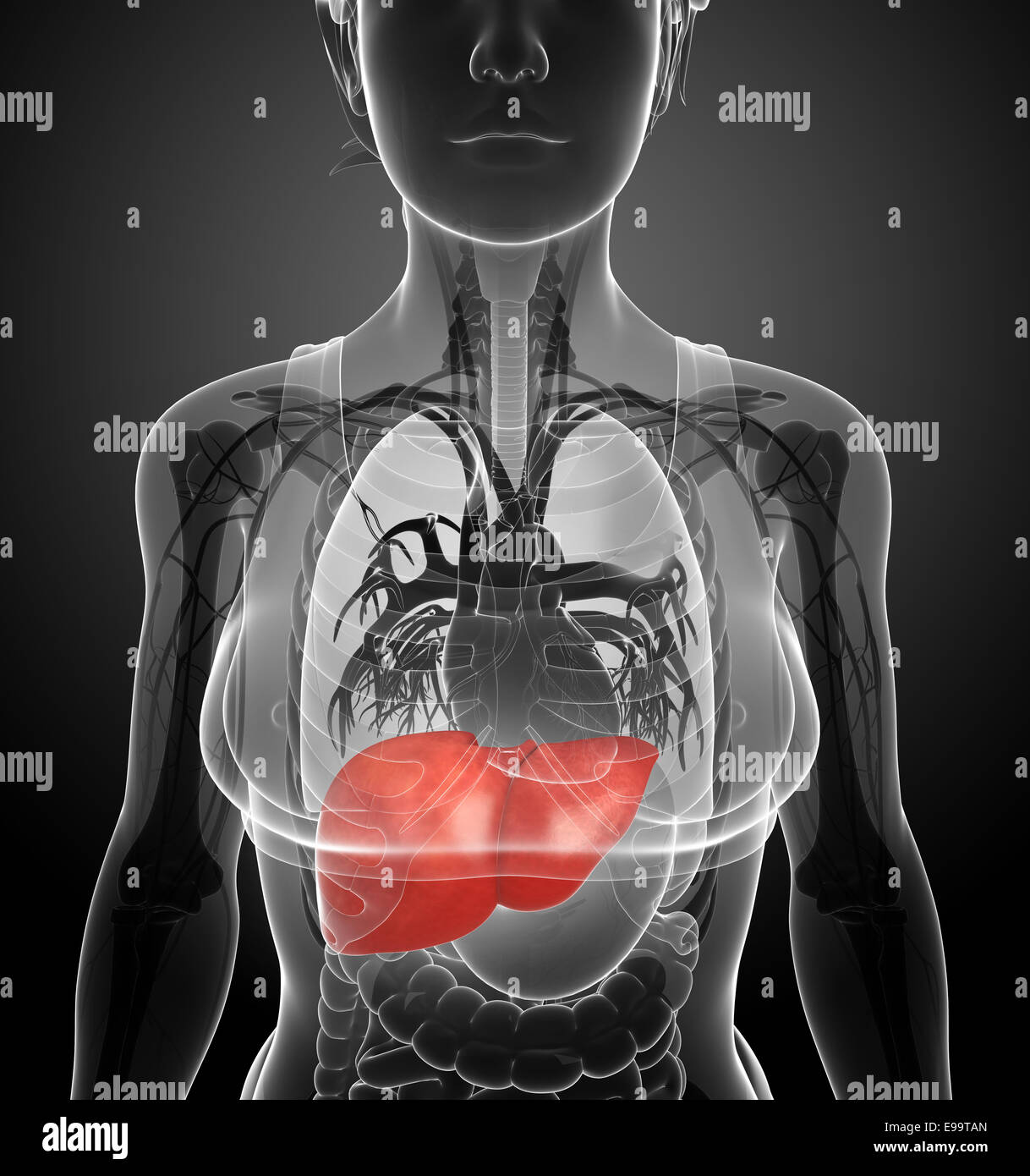 Illustration of Female liver anatomy Stock Photo - Alamy