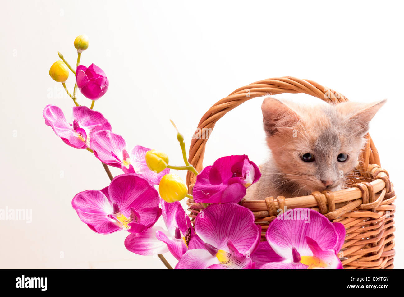 Little funny kitten Stock Photo - Alamy